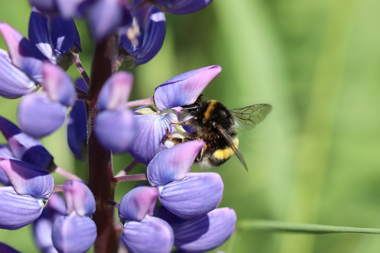 Lupine, riverbank (streambank) - Lupinus rivularis — Nature's Haven