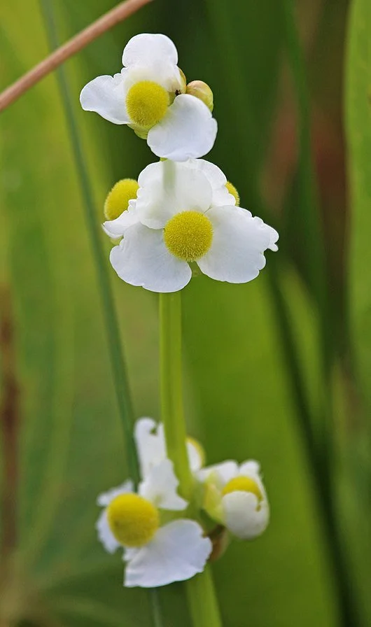 Wapato (broadleaf arrowhead) - Sagittaria latifolia — Nature's Haven