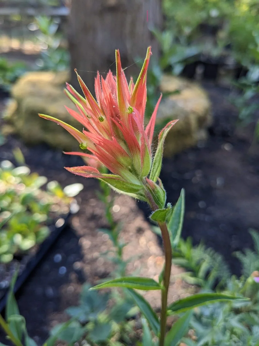 Giant red paintbrush - Castilleja miniata — Nature's Haven