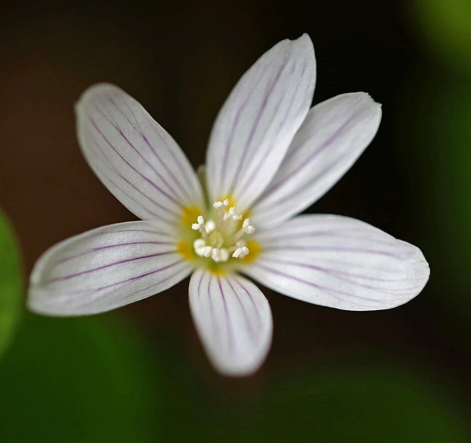 Oregon oxalis (redwood sorrel) - Oxalis oregana — Nature's Haven