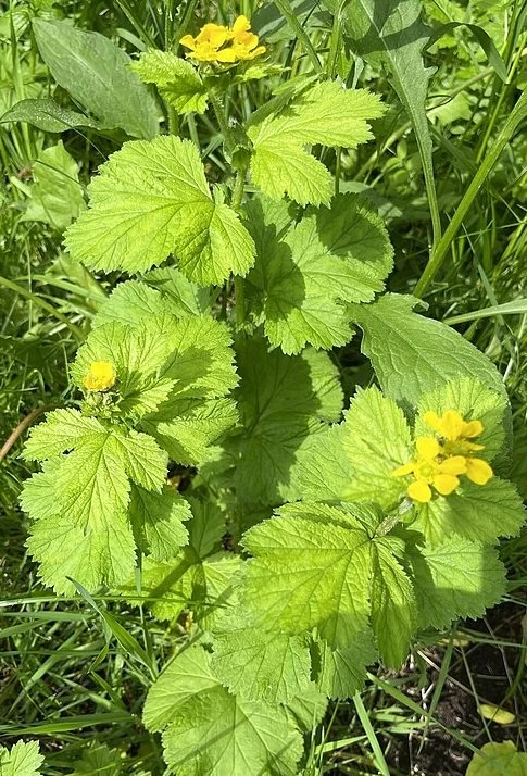 Large-leaved avens - Geum macrophyllum — Nature's Haven