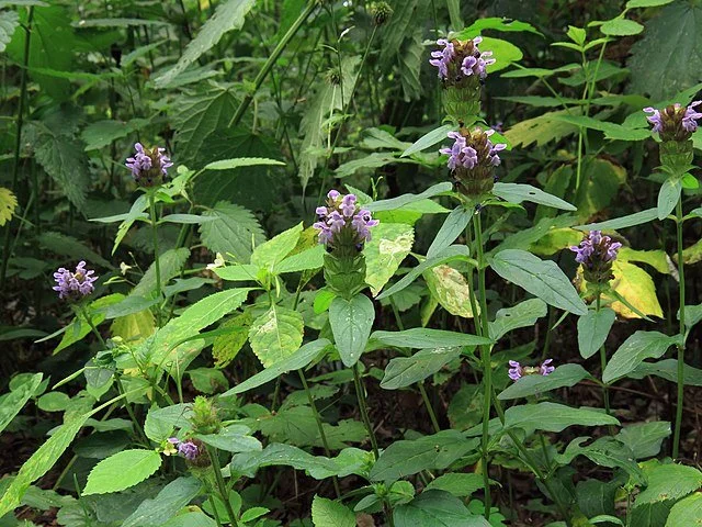 Self Heal (Heal-all) - Prunella vulgaris — Nature's Haven