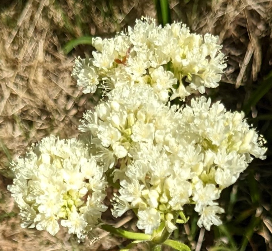 Arrowleaf buckwheat - Eriogonum compositum — Nature's Haven