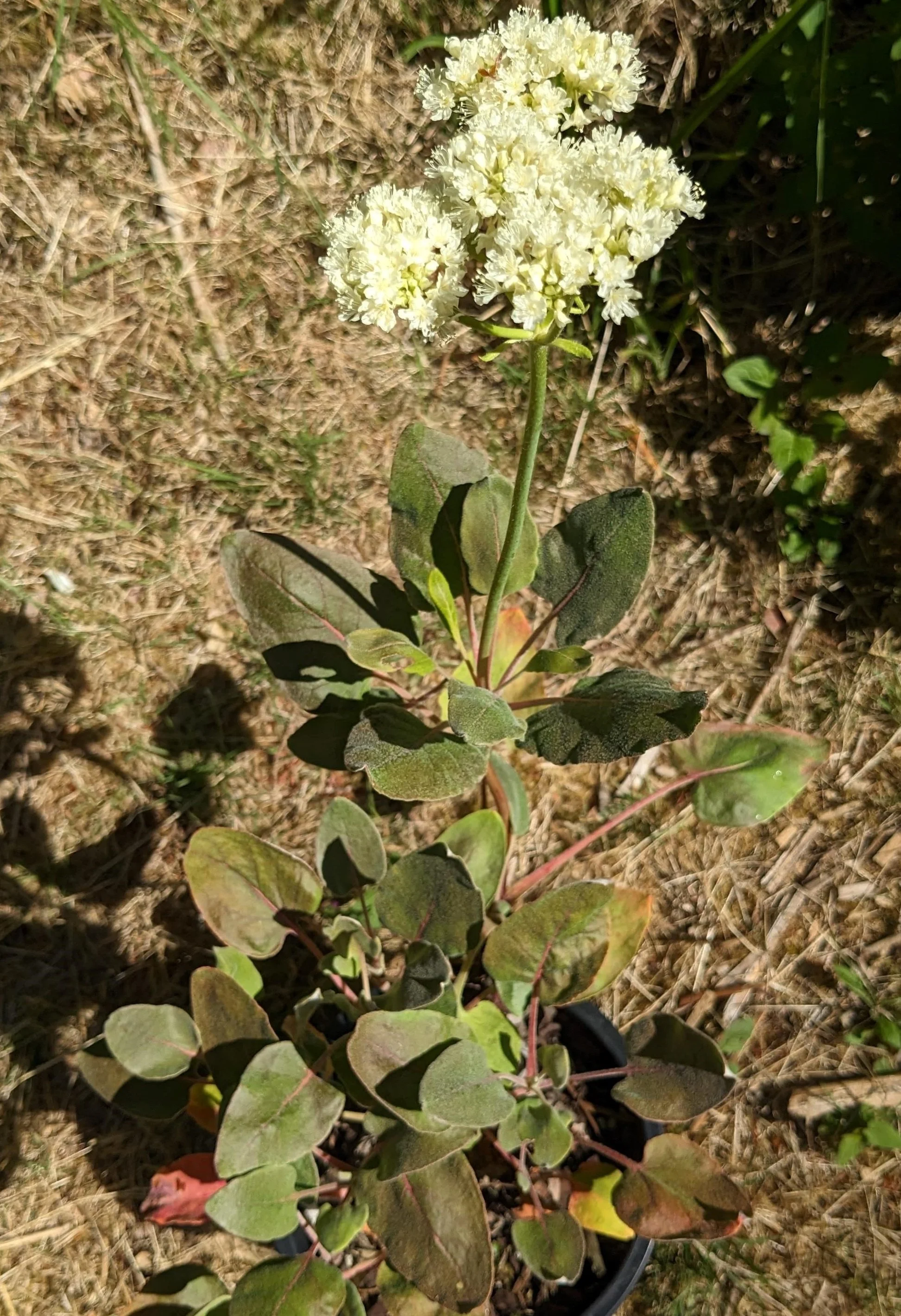 Arrowleaf buckwheat - Eriogonum compositum — Nature's Haven