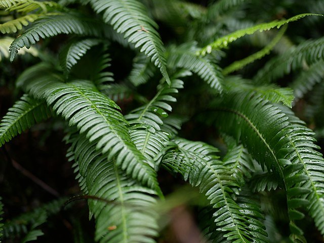 Deer fern - Blechnum spicant — Nature's Haven