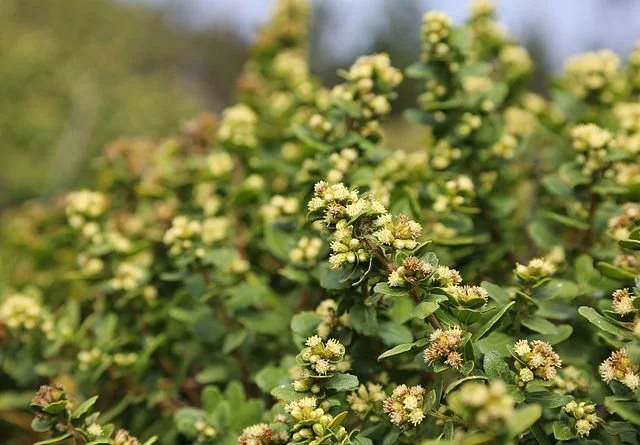 Coyote bush - Baccharis pilularis — Nature's Haven