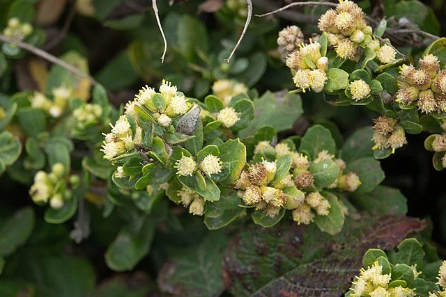 Coyote bush - Baccharis pilularis — Nature's Haven