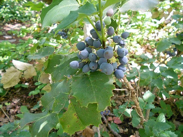 Creeping Oregon grape - Mahonia repens — Nature's Haven