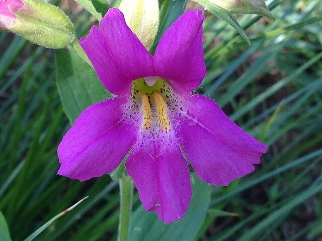 Purple (Lewis') monkeyflower - Mimulus lewisii — Nature's Haven