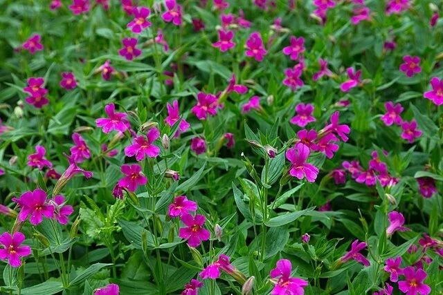 Purple (Lewis') monkeyflower - Mimulus lewisii — Nature's Haven