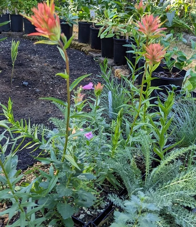 Giant red paintbrush - Castilleja miniata — Nature's Haven
