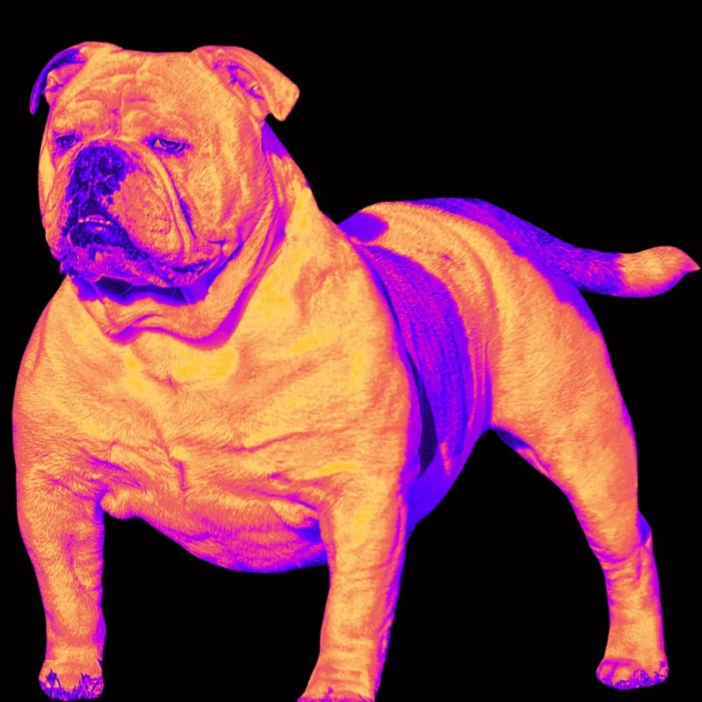 English Bulldogge Beast Breeder - Chocolate Bulldogges and More ...