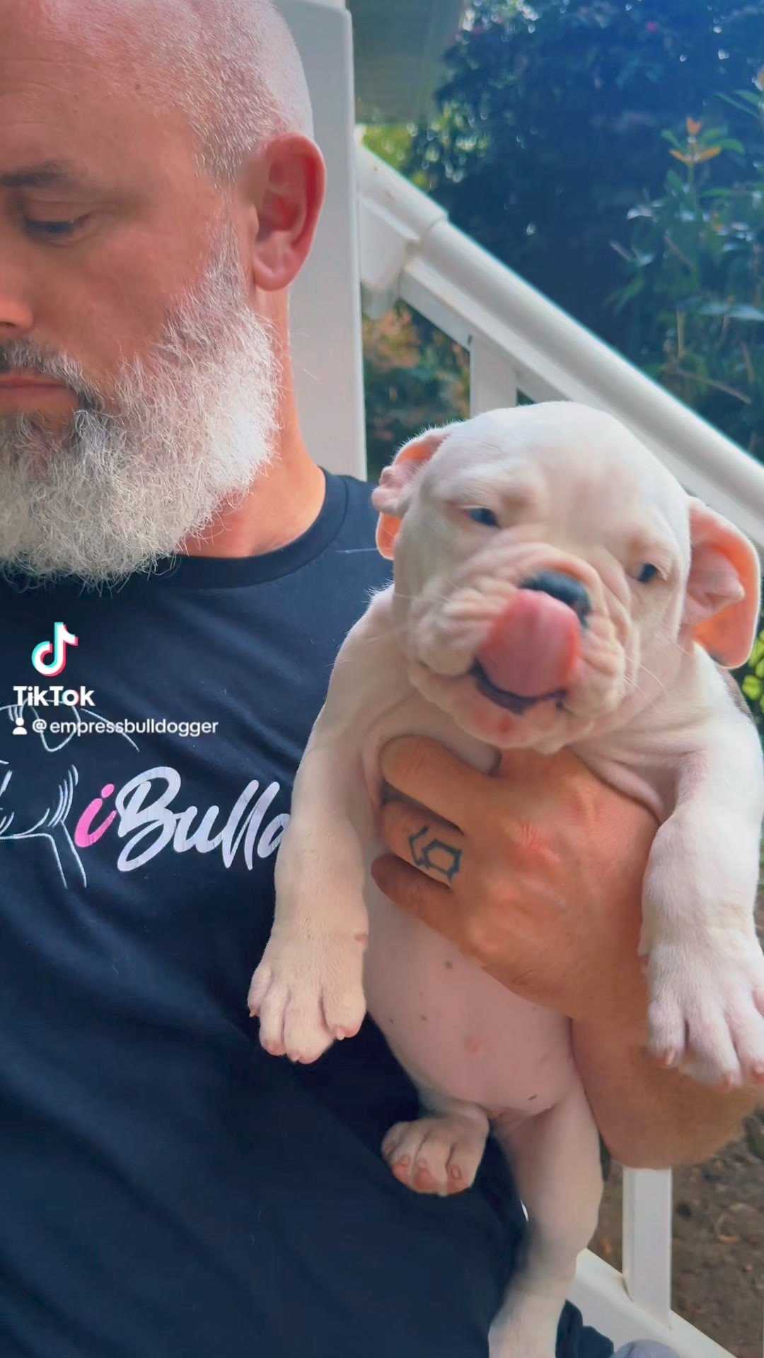 Old English Bulldogge Breeders & Puppies For Sale | iBulldogges