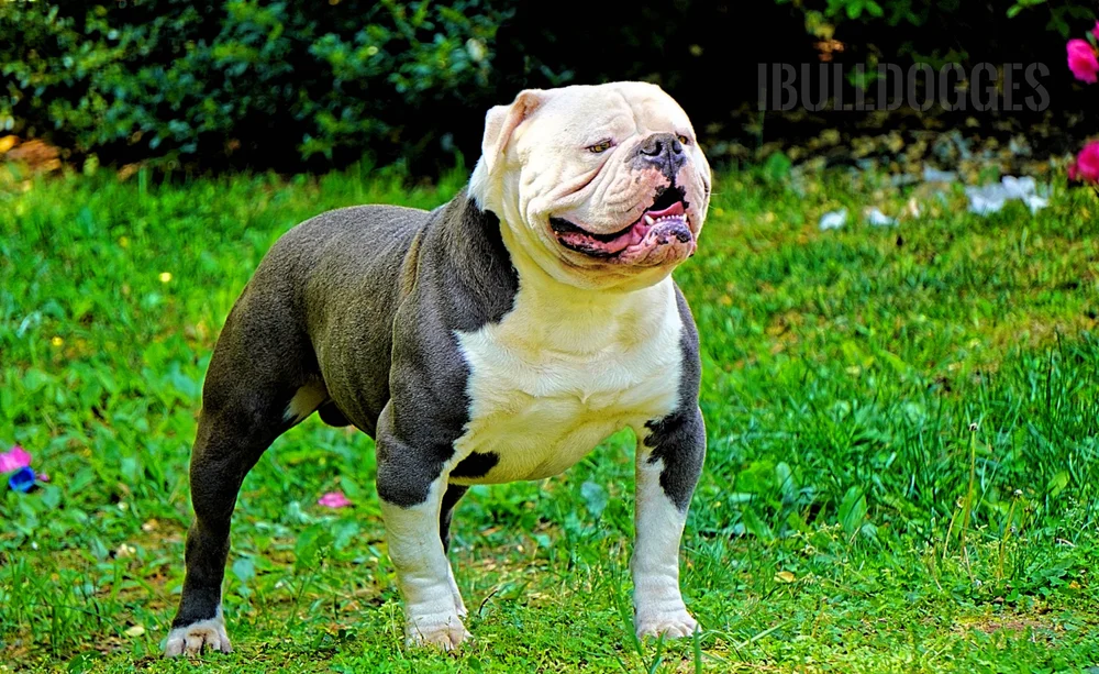 Bulky Built's KING COBRA.. amazing Olde English Bulldogge Stud and ...