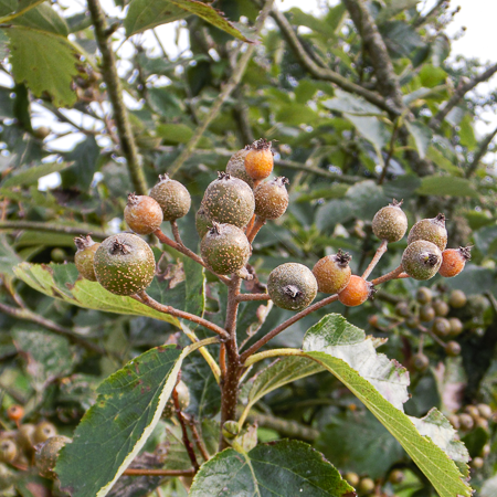 Devon Sorb Apple — Waldgartensysteme - WASYS - Ein Projekt des BfN