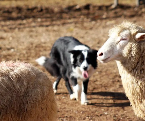 Current Membership — BCSA