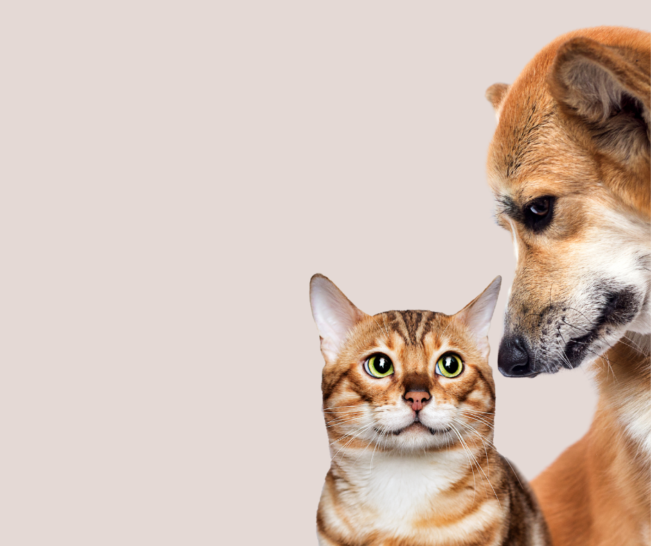 Get in Touch — Faithful Pets Cremation and Burial Services | Abingdon VA