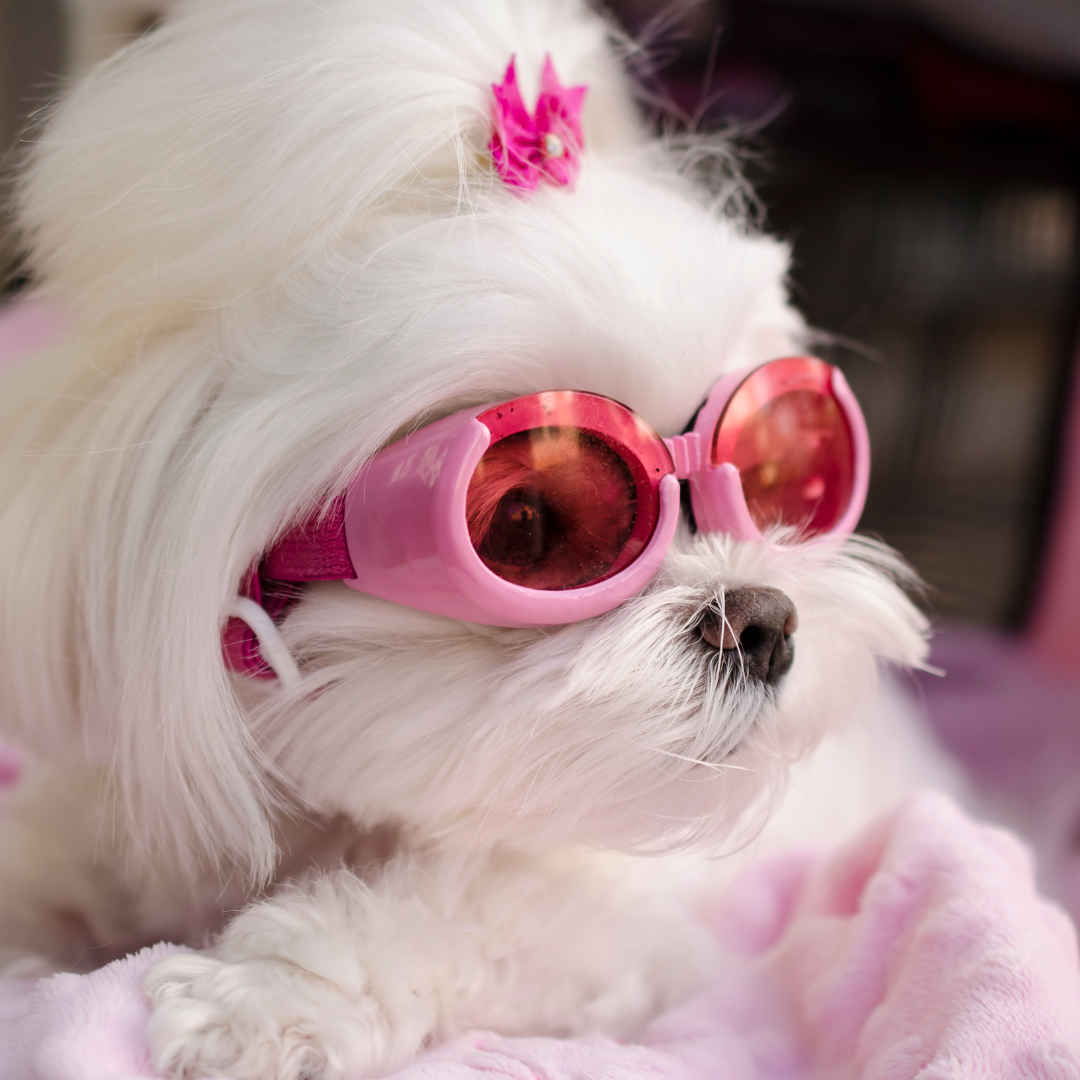 Celebrity Pet Trusts — The Happy Lawyer NC at Mackintosh Law, PLLC