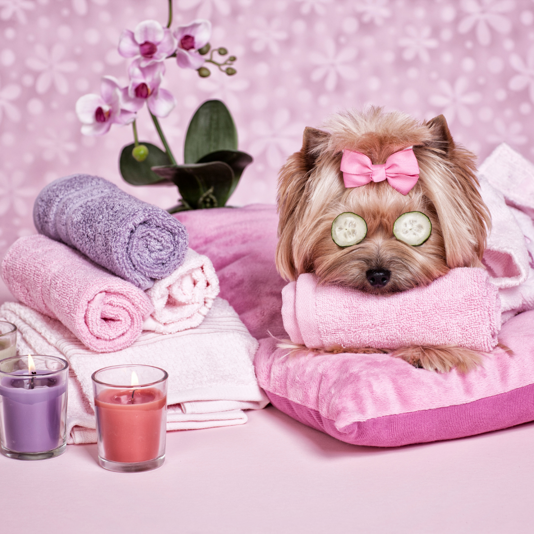 Creating A Pet Trust — The Happy Lawyer NC at Mackintosh Law, PLLC