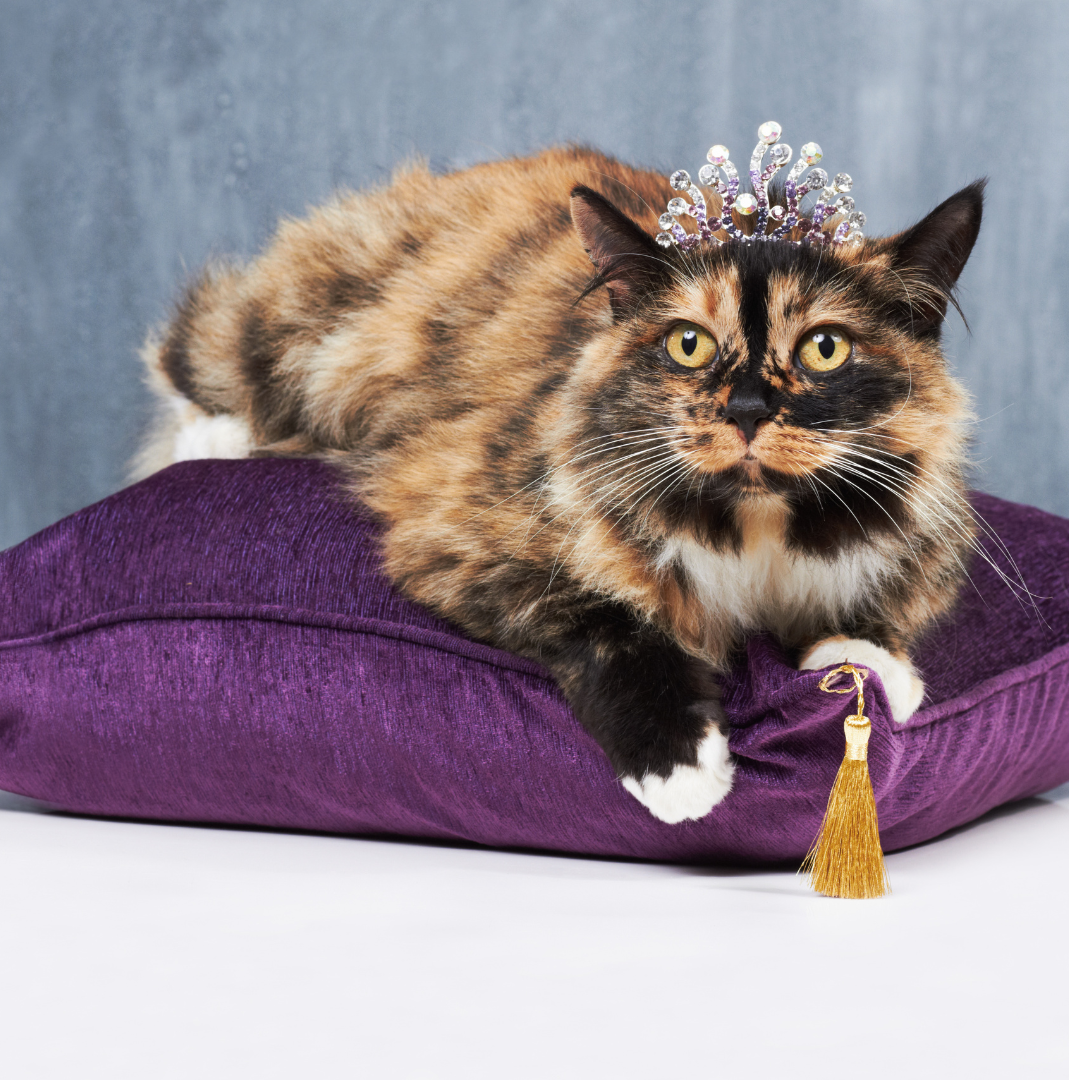 Creating A Pet Trust — The Happy Lawyer NC at Mackintosh Law, PLLC