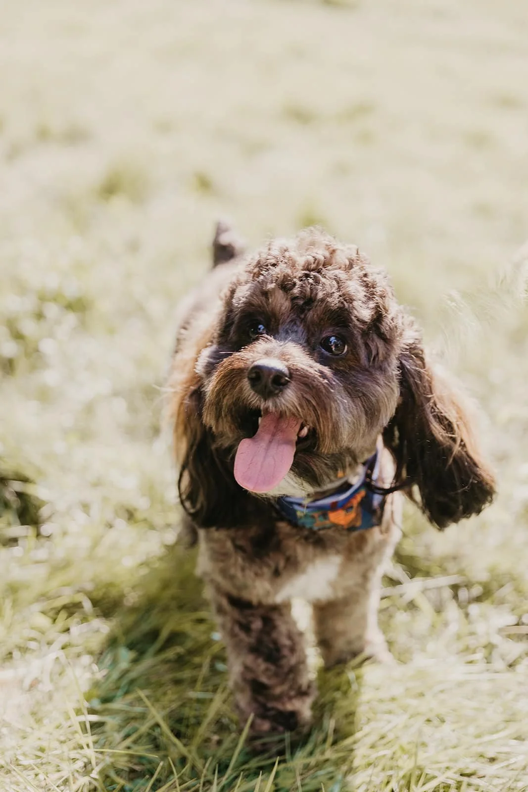 Available Litters — Greenview Puppies