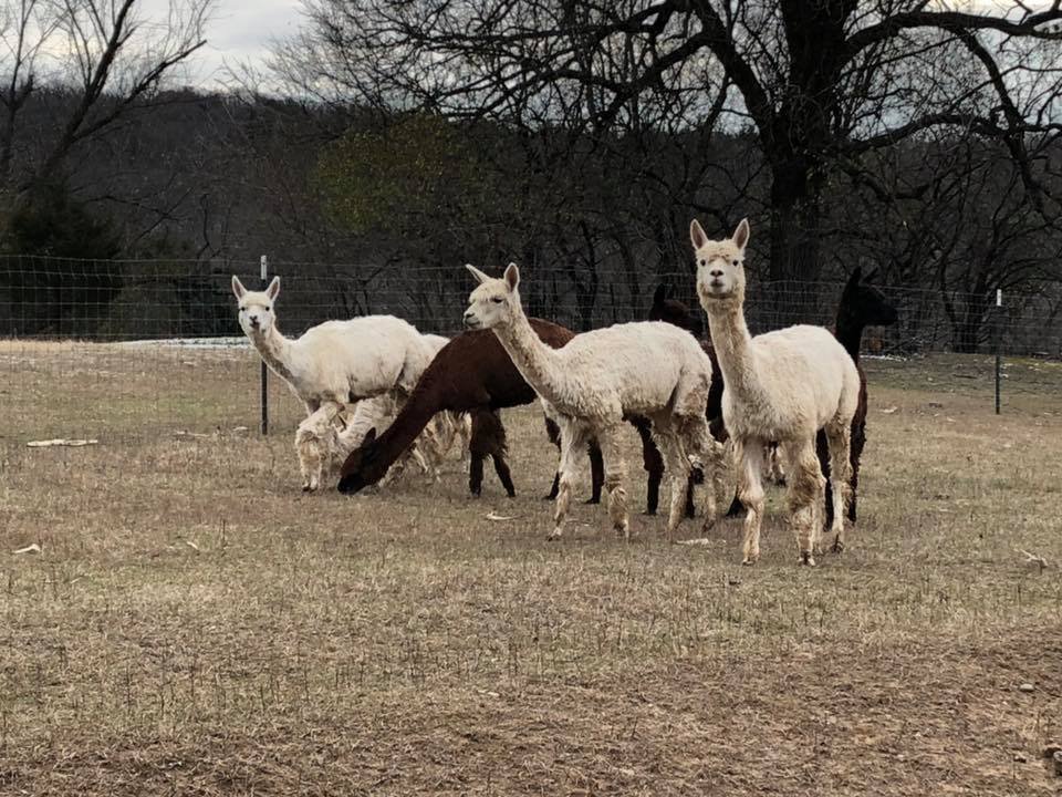 Hillsboro Alpaca Ranch