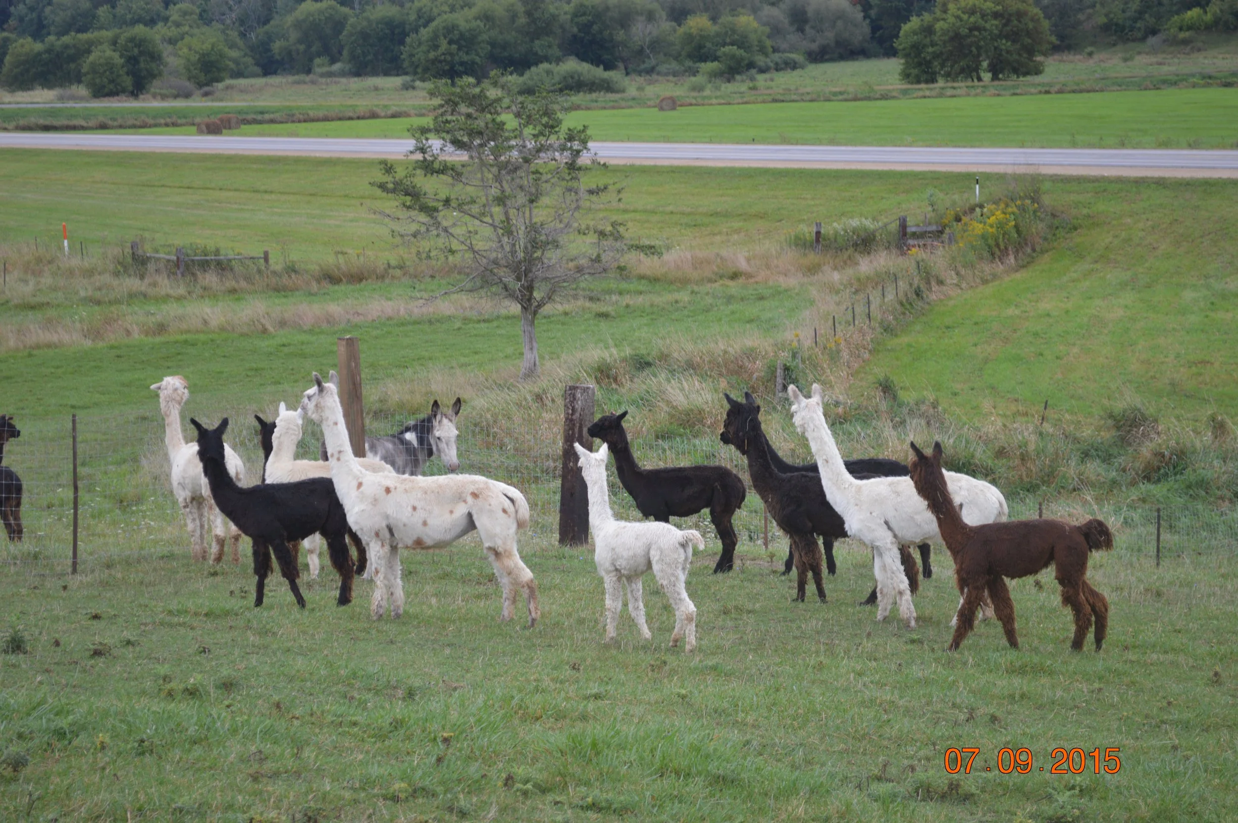 Hillsboro Alpaca Ranch