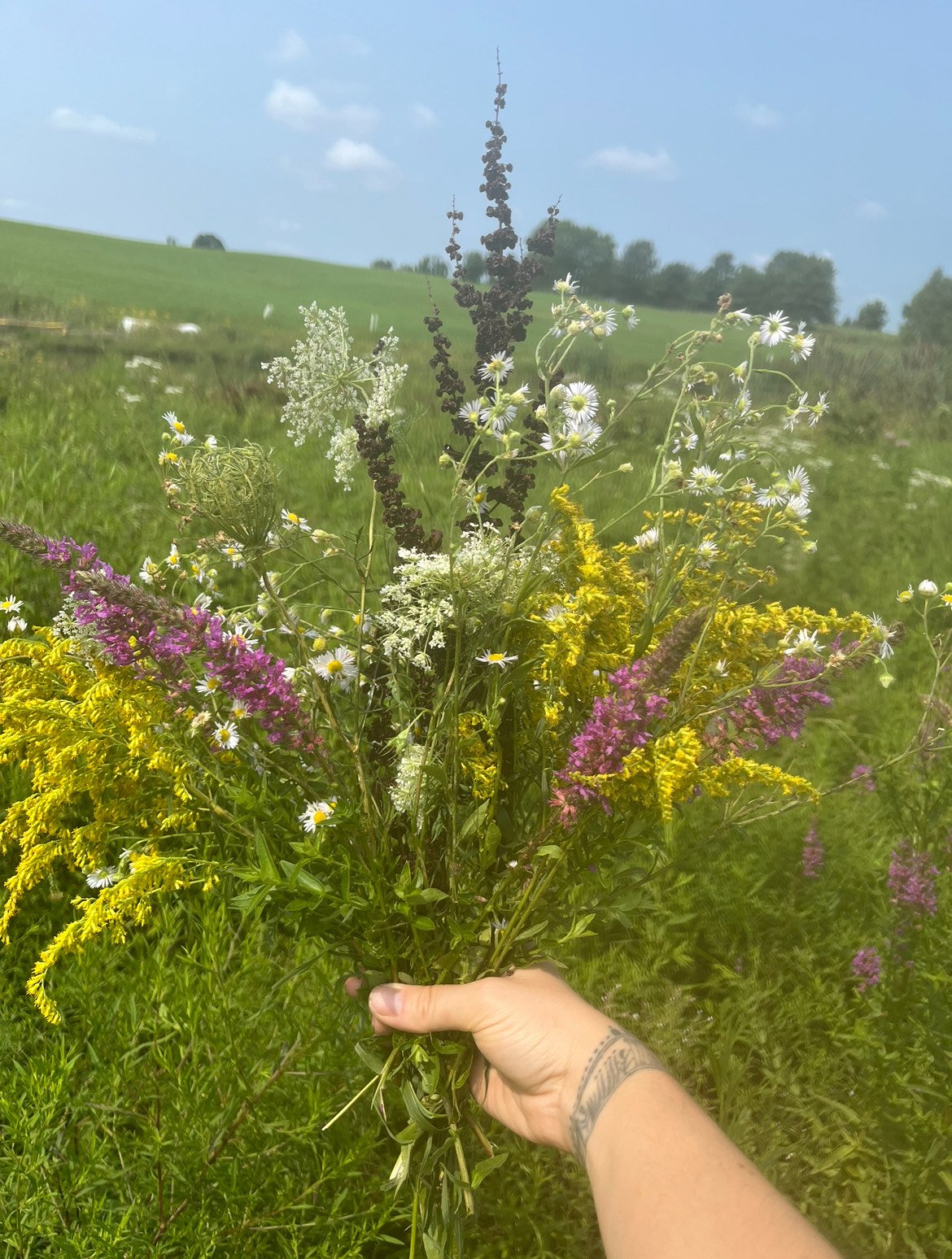 herbal medicine — Hello in There Acupuncture