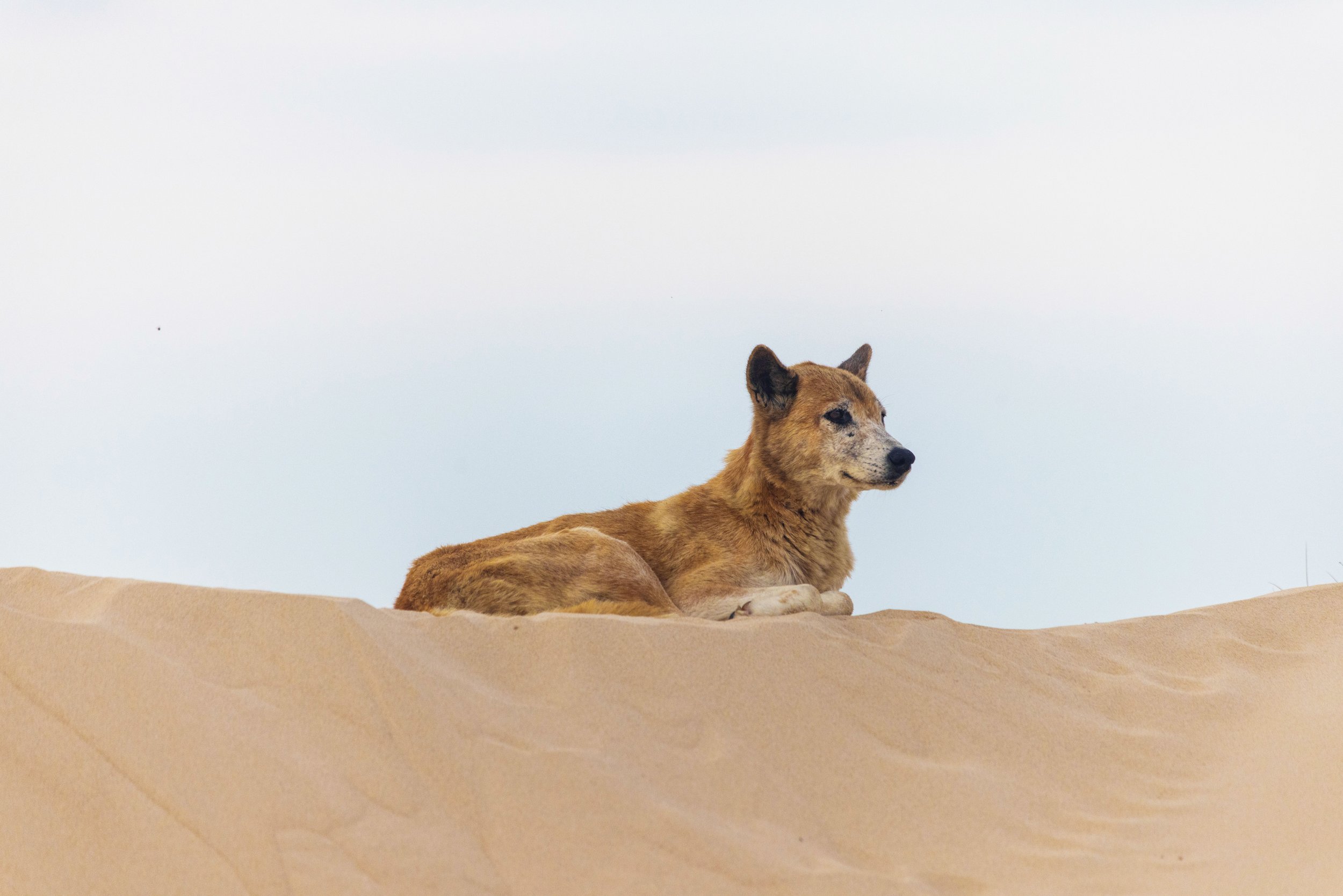 Exploring Dingo Territory — On The Fence
