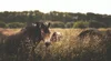 Sumner Valley Riding School