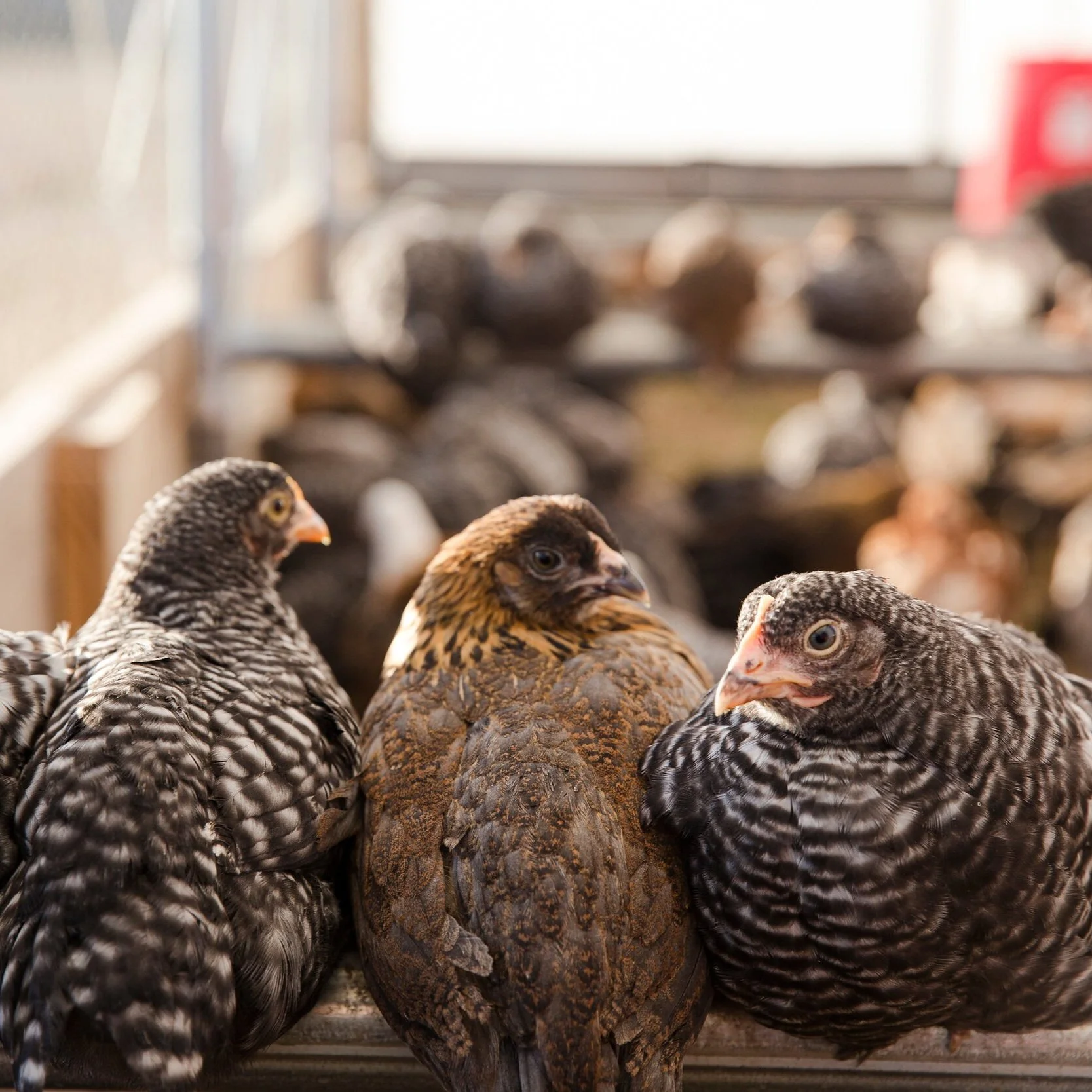 Chucktown Acres | Pastured-Soy Free Poultry | Grass-Fed Beef | Forested ...