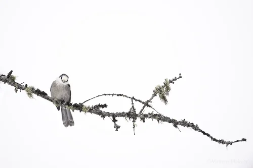 Birds — Mathew Malwitz