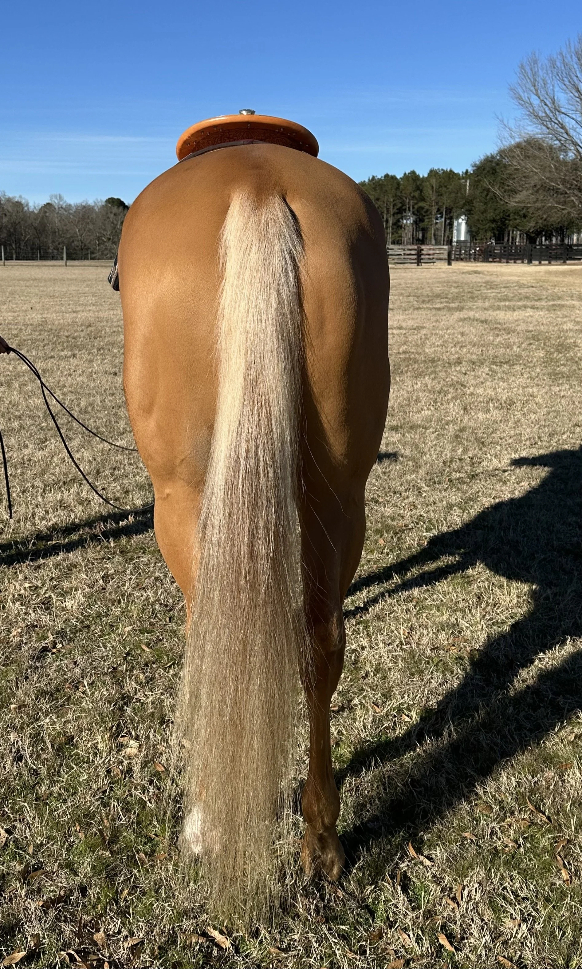 Sale Horses — CrossRidge Ranch