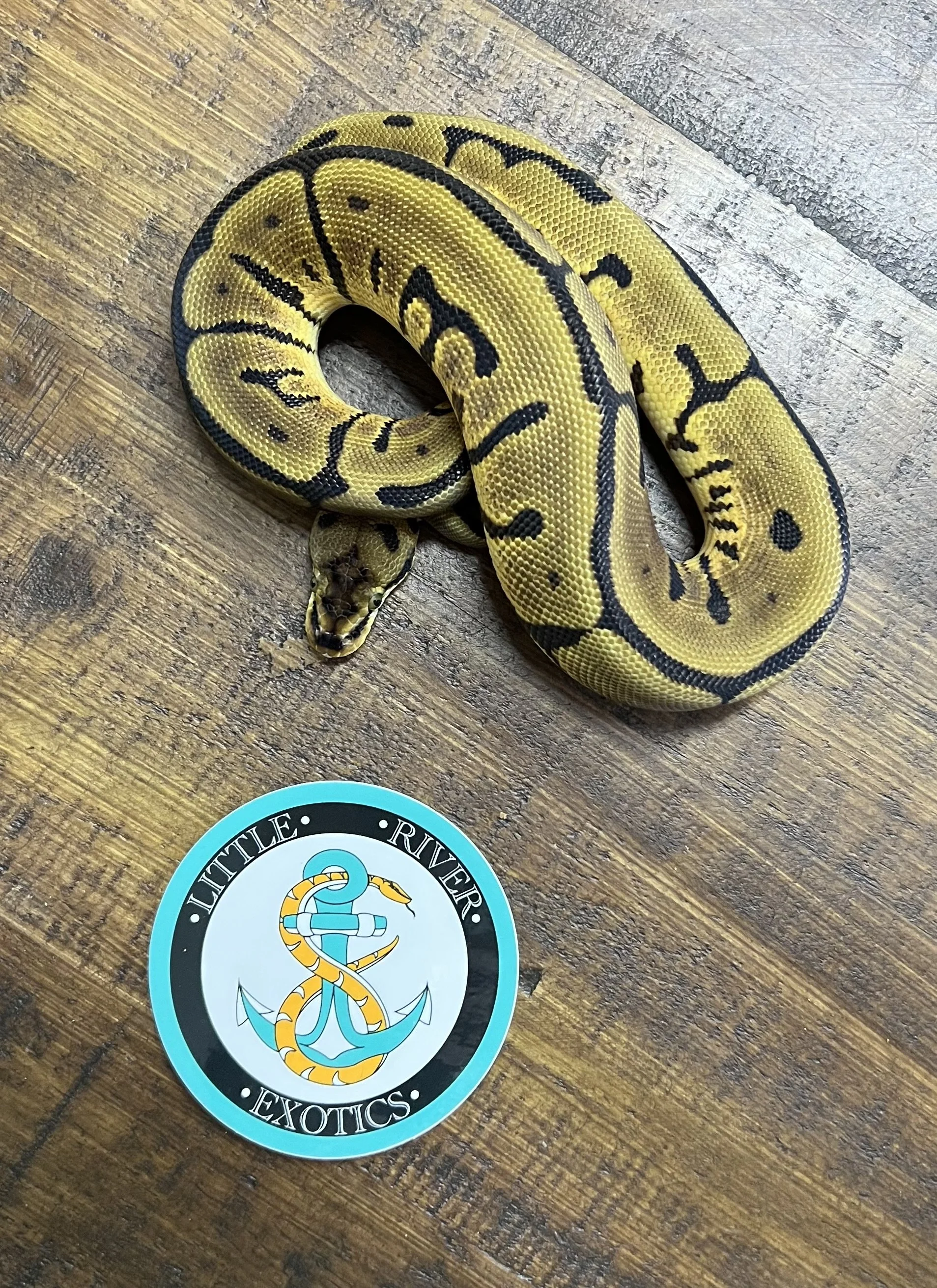 Shop — Little River Exotics