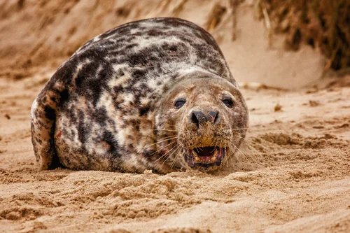 Shangri-la House Waxham - Guide to Watching the Horsey Seals — Shangri ...