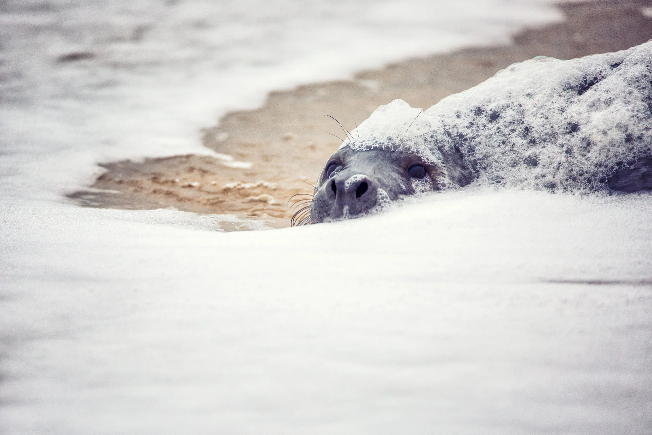 Shangri-la House Waxham - Guide to Watching the Horsey Seals — Shangri ...
