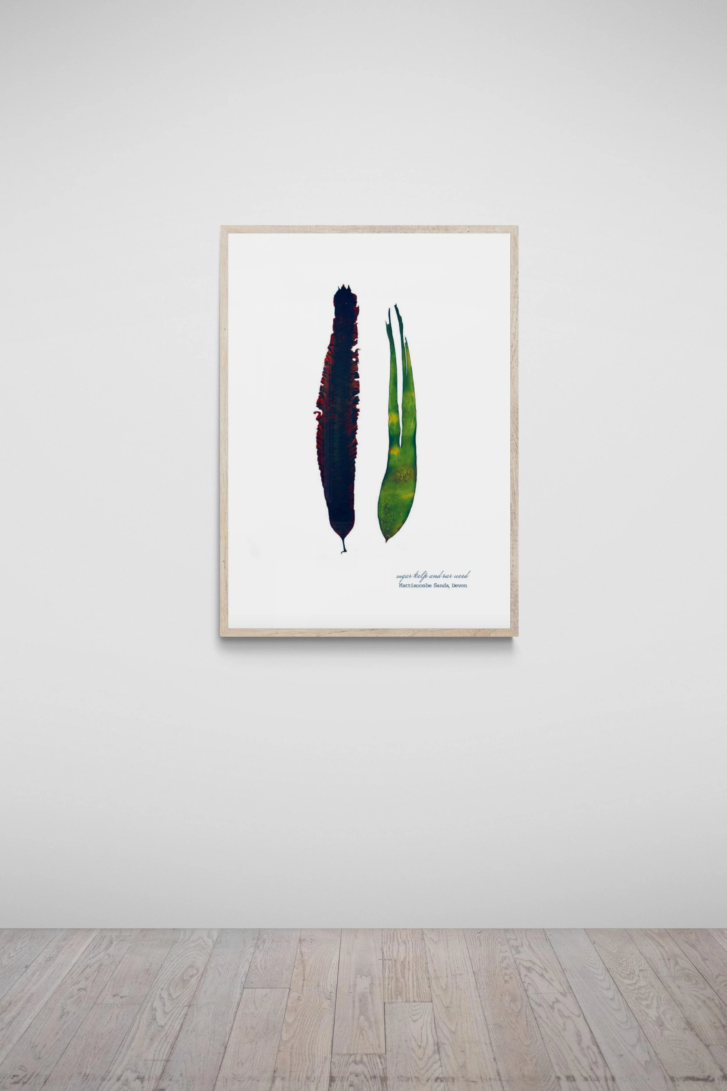 Shop — The Seaweed Studio