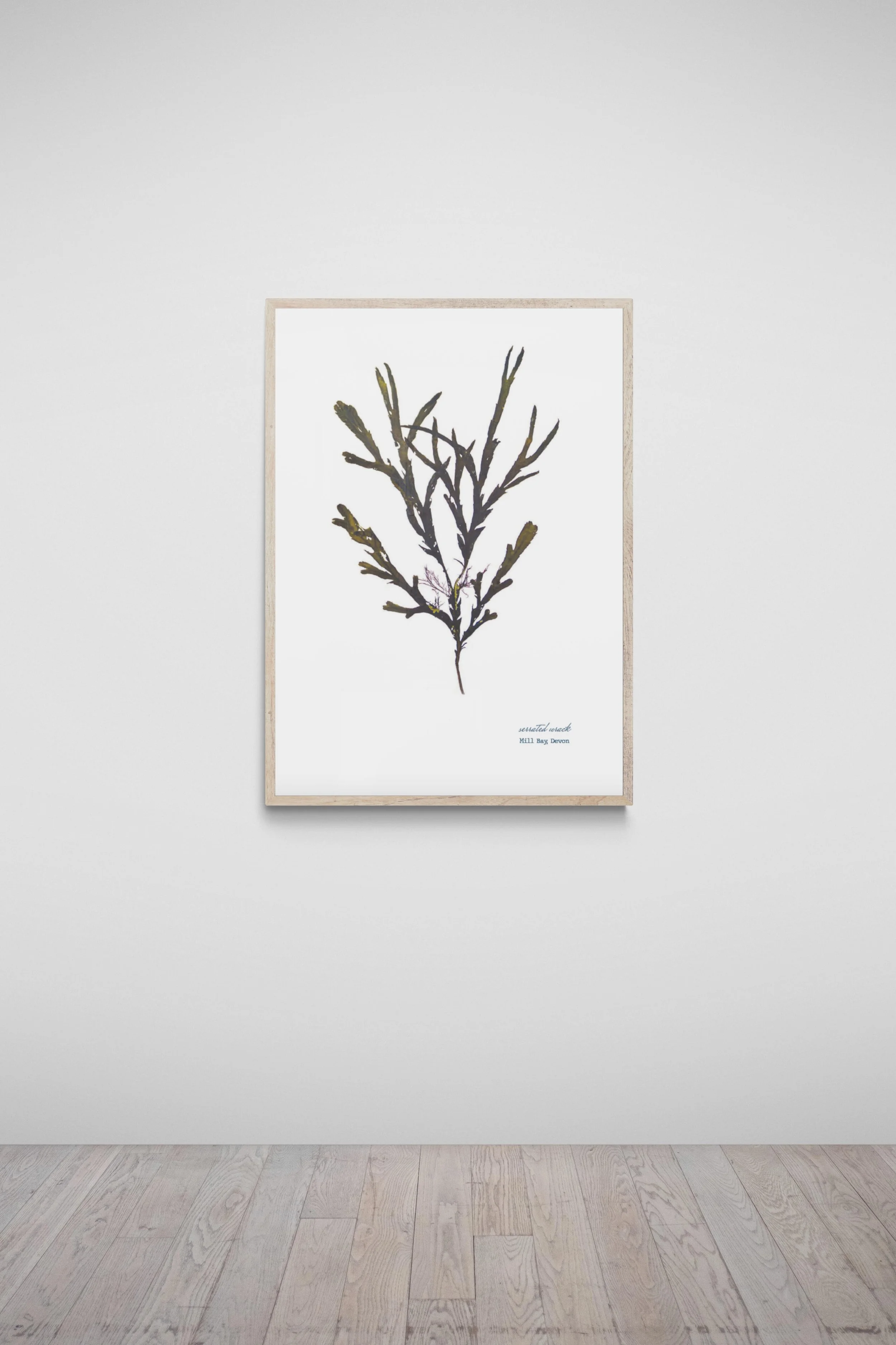Shop — The Seaweed Studio