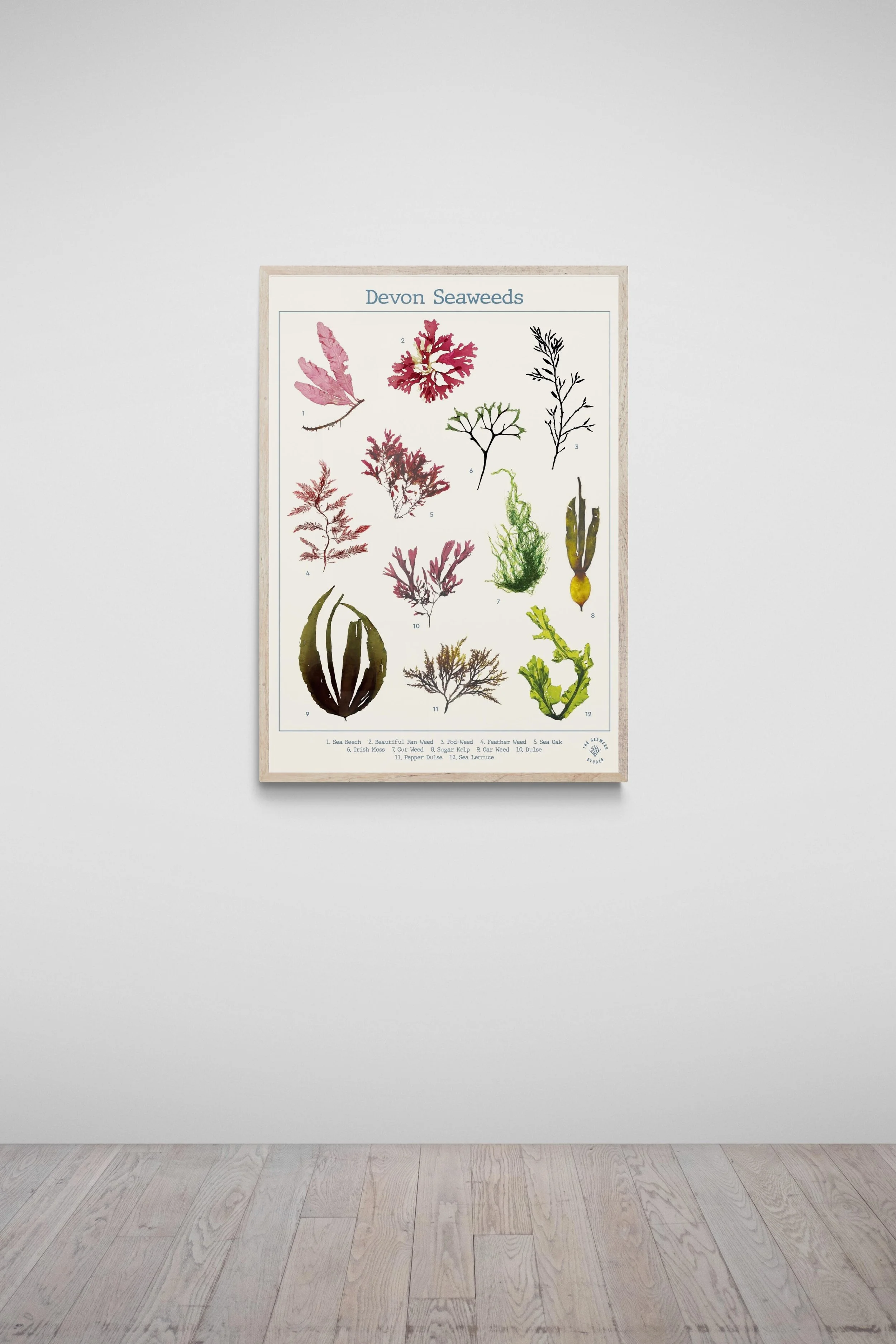 Devon seaweed poster botanical reference poster — The Seaweed Studio