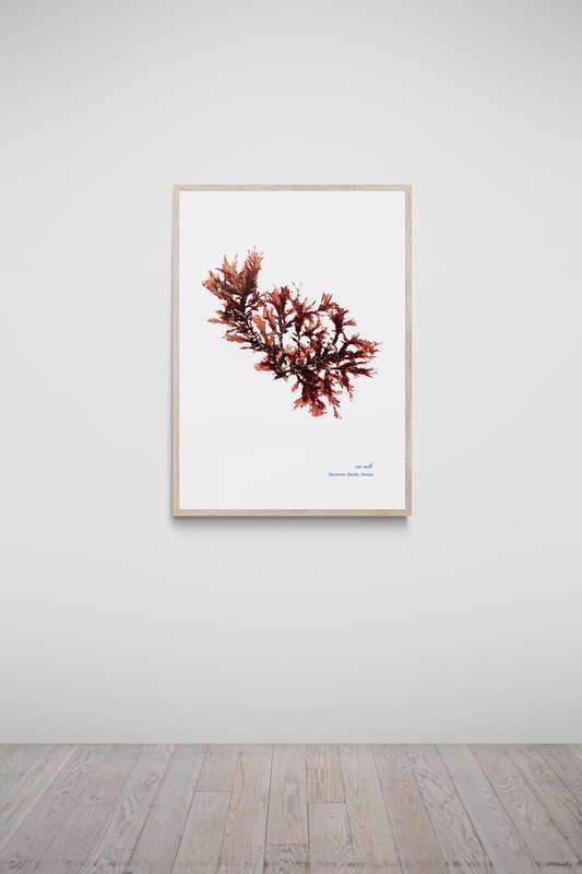 Shop — The Seaweed Studio