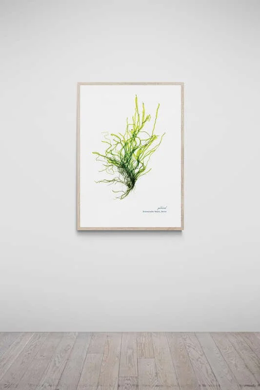 Shop — The Seaweed Studio