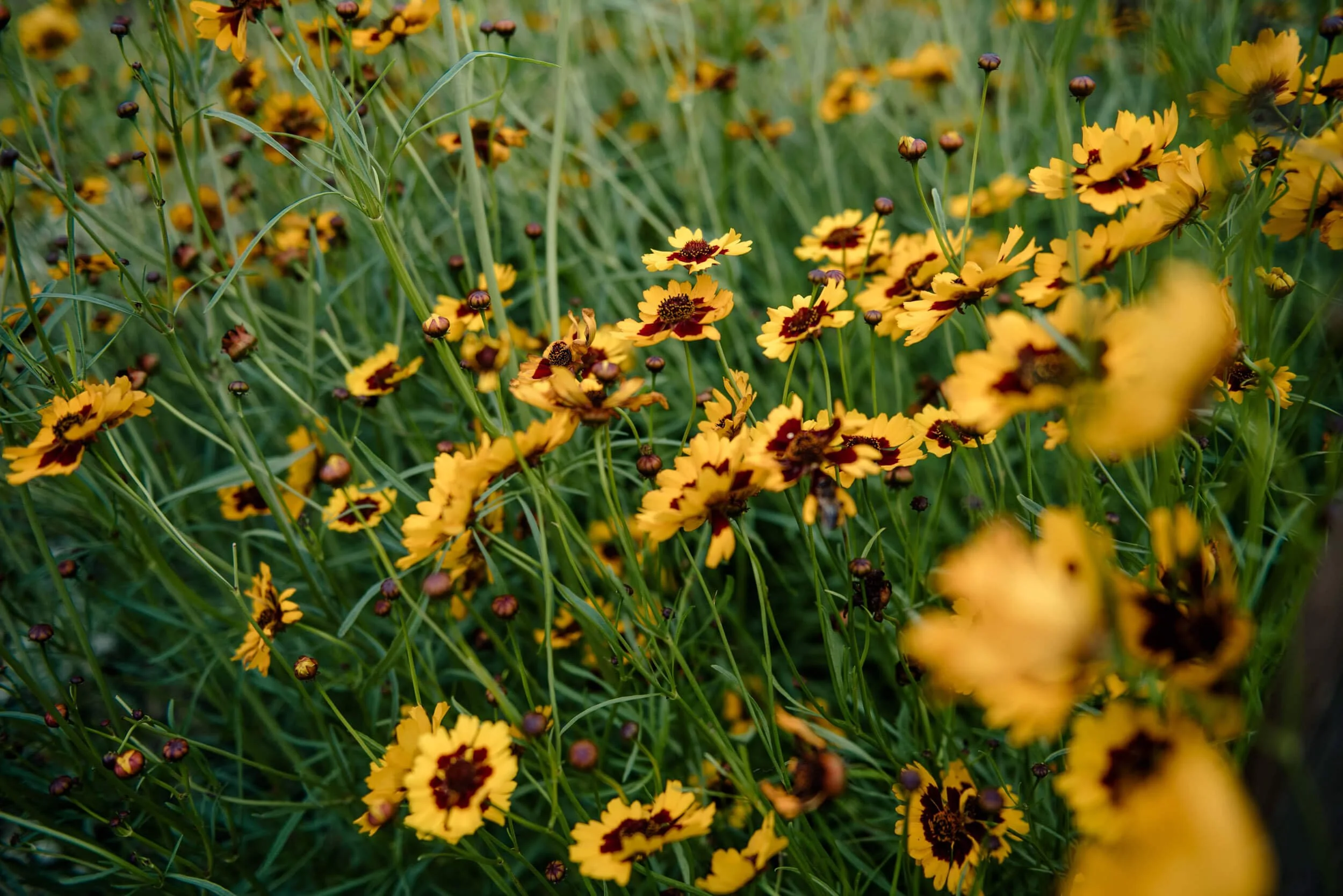 The Pretty Wild Flower Co.