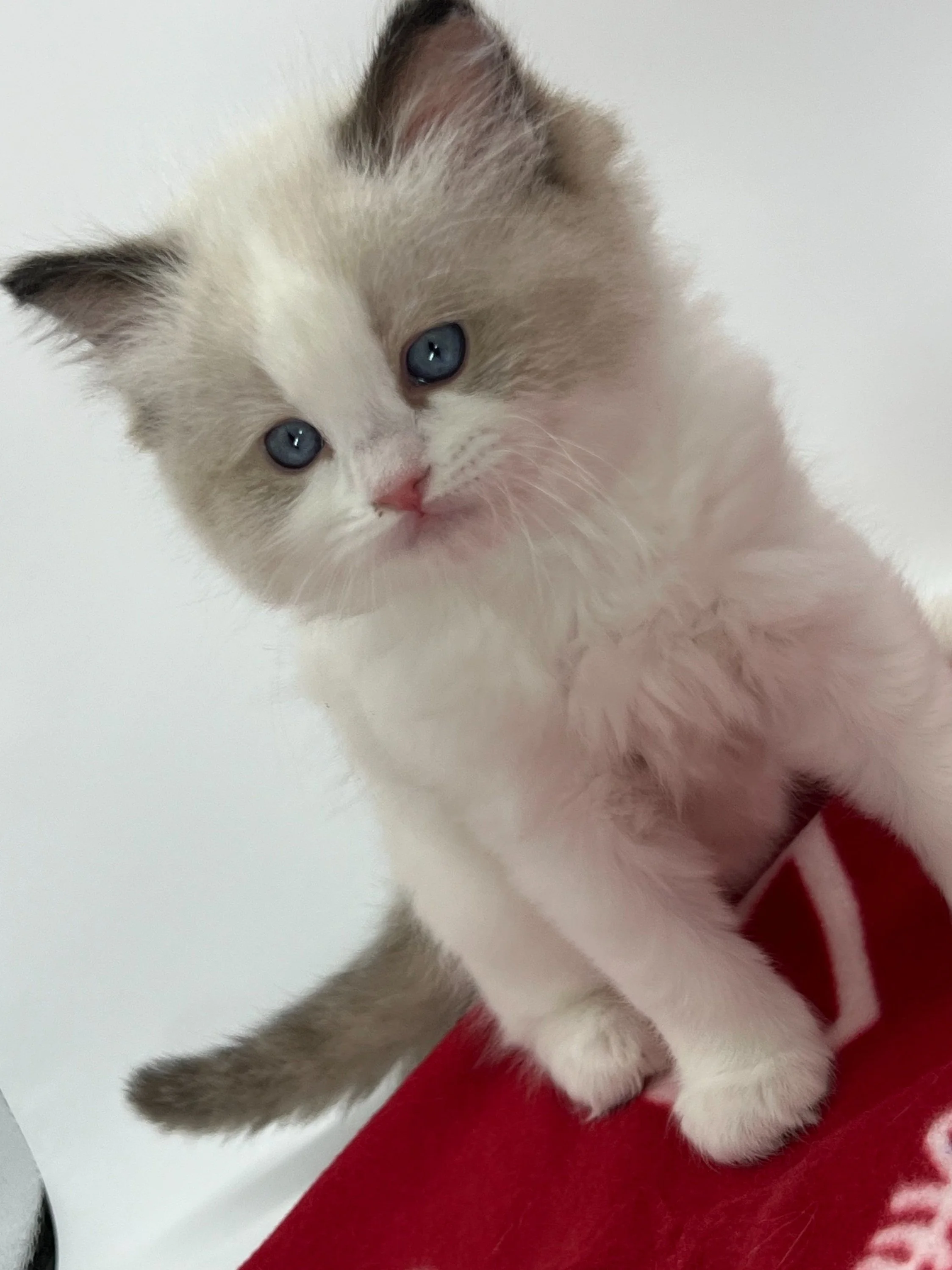 Vegas Strong Ragdoll Cattery | TICA Registered Ragdoll Kittens
