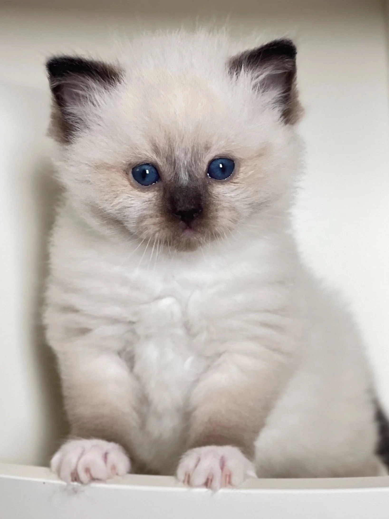 Vegas Strong Ragdoll Cattery | TICA Registered Ragdoll Kittens