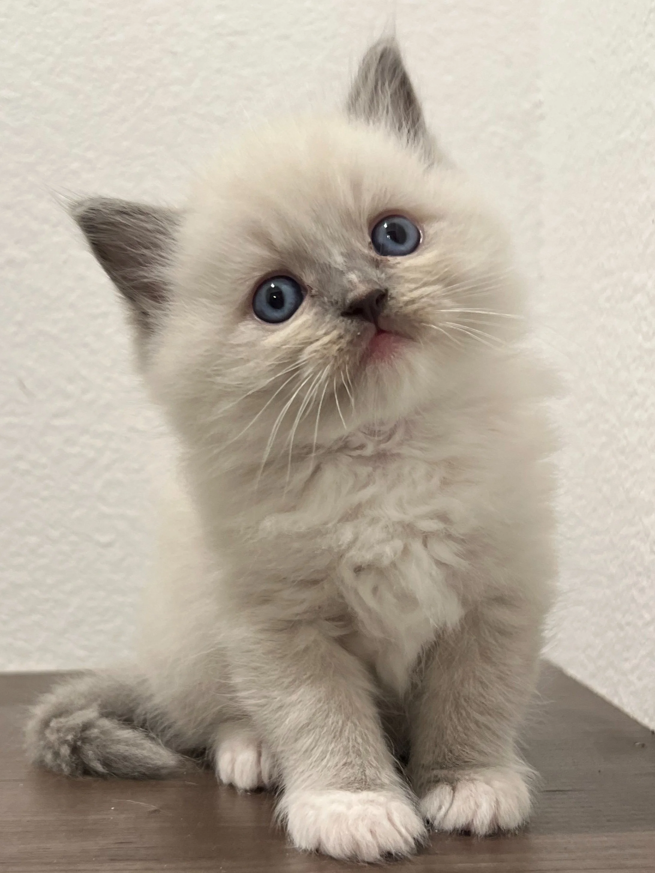 Vegas Strong Ragdoll Cattery | TICA Registered Ragdoll Kittens