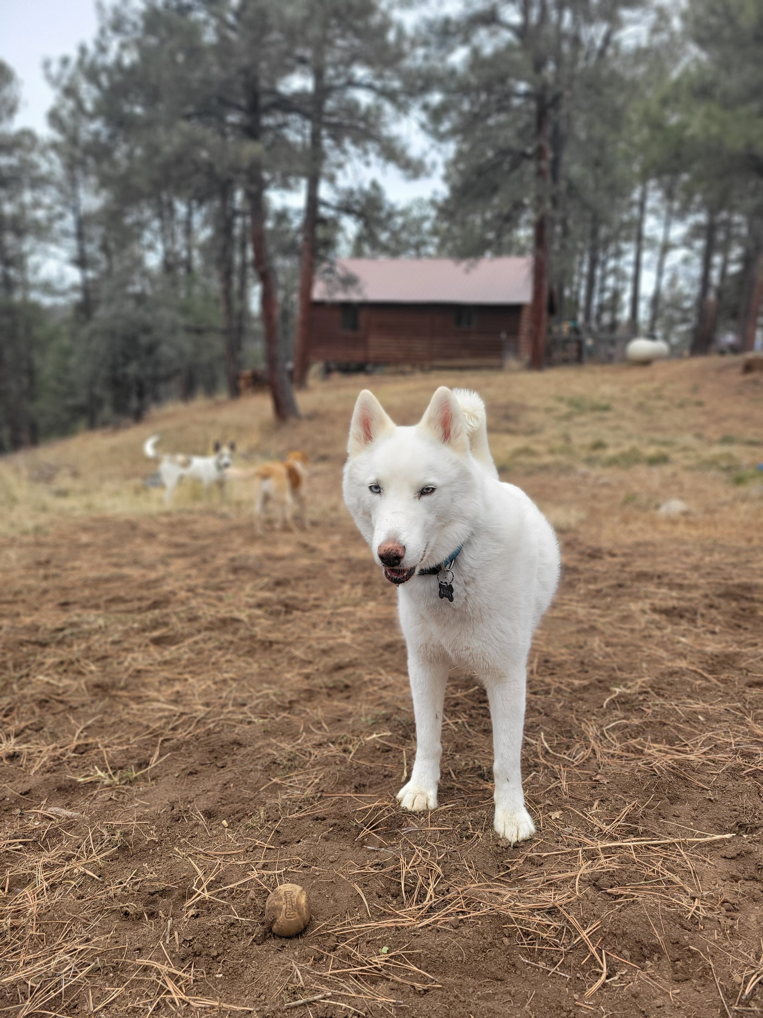 Paws in the Pines