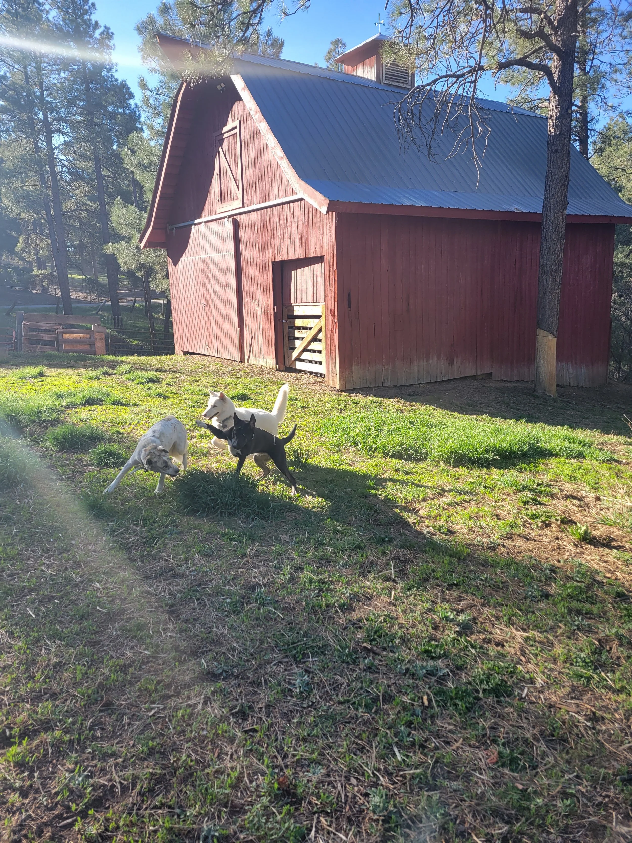Gallery — Paws in the Pines