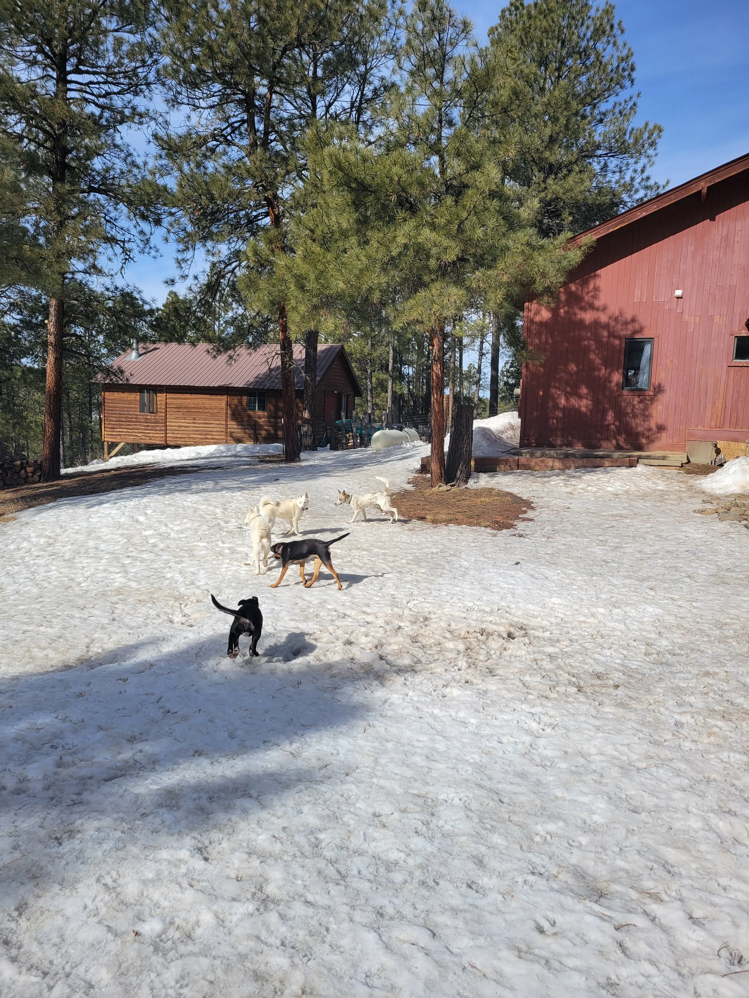 Gallery — Paws in the Pines