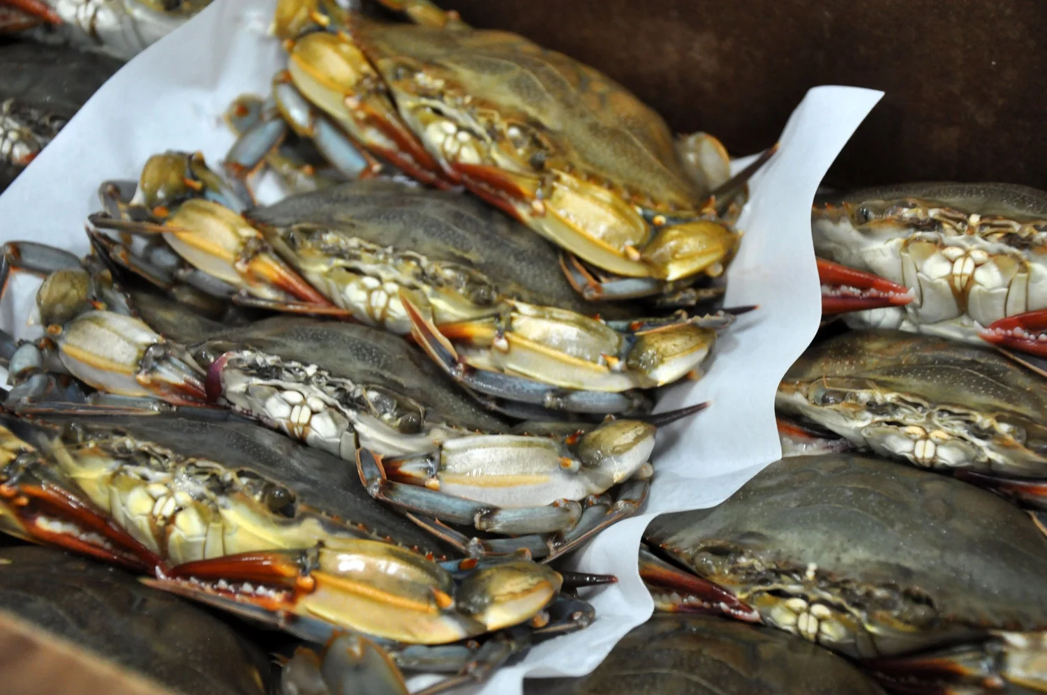 Shellfish + Cephalopods — Wulf's Fish Wholesale