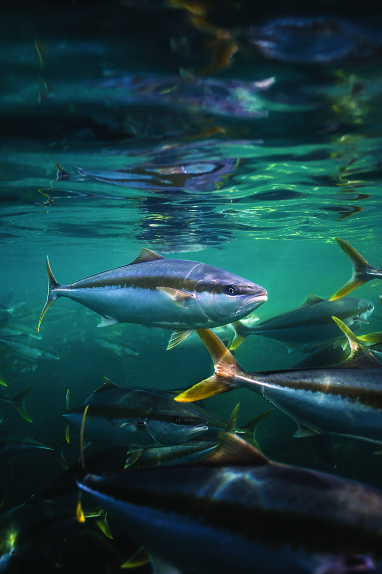 Spencer Gulf Hiramasa Kingfish — Wulf's Fish Wholesale